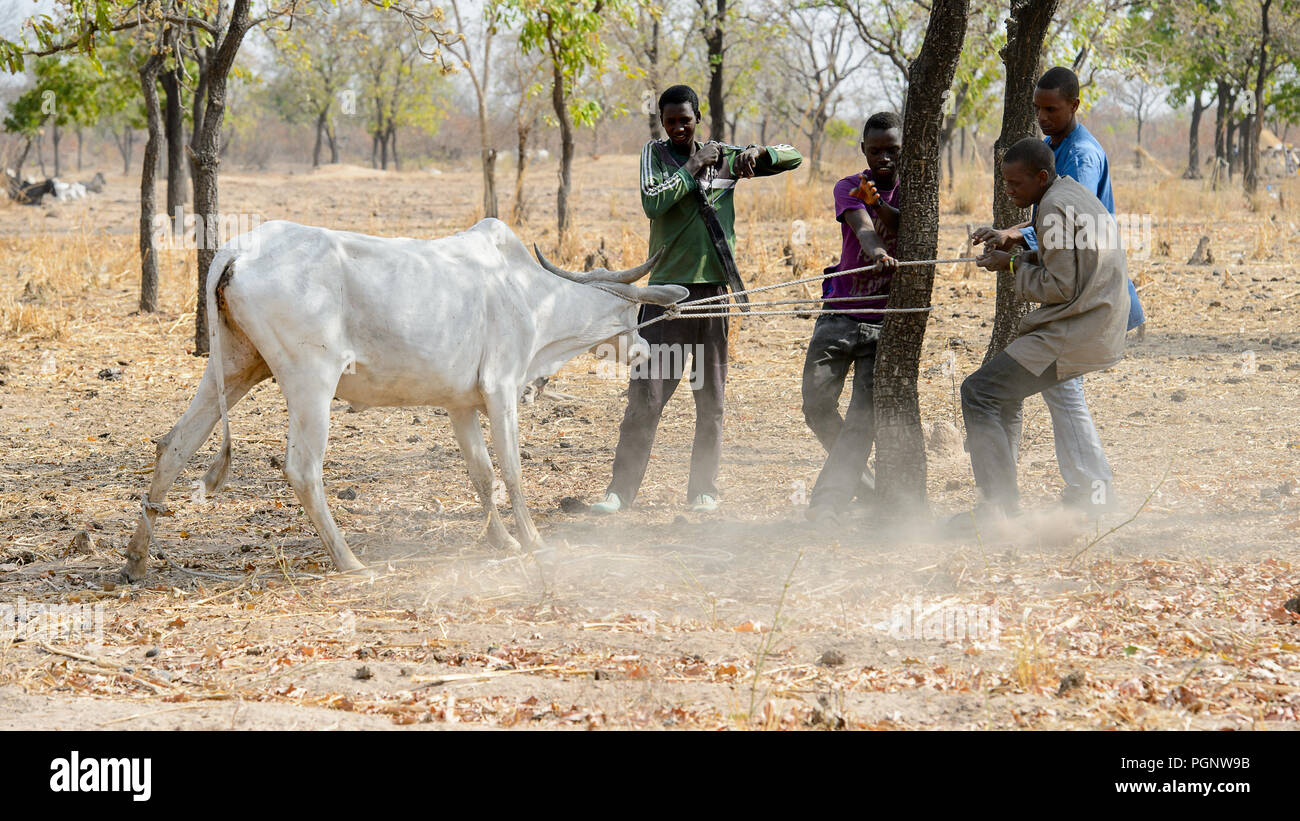 BRONG AHAFO, GHANA - JAN 15, 2017: Unidentified Fulani men pull the ...