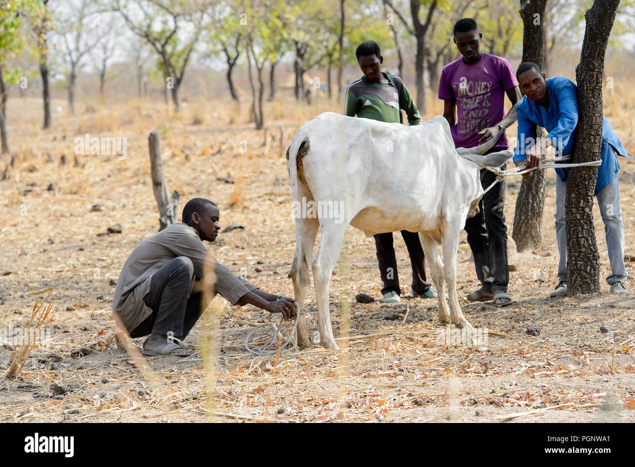 Bulls hoof hi-res stock photography and images - Alamy