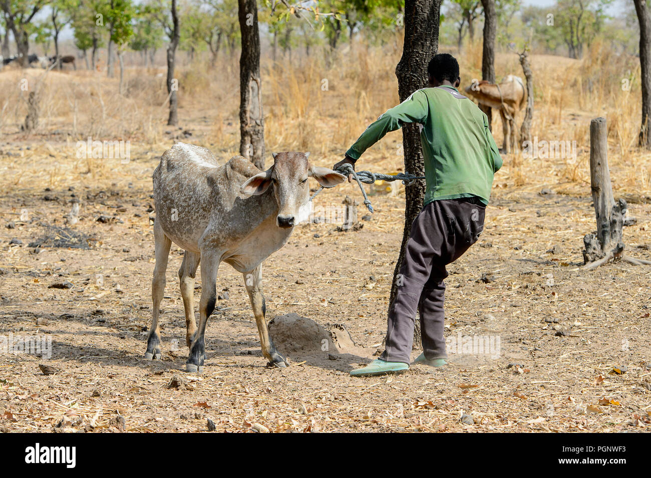 BRONG AHAFO, GHANA - JAN 15, 2017: Unidentified Fulani man binds the ...