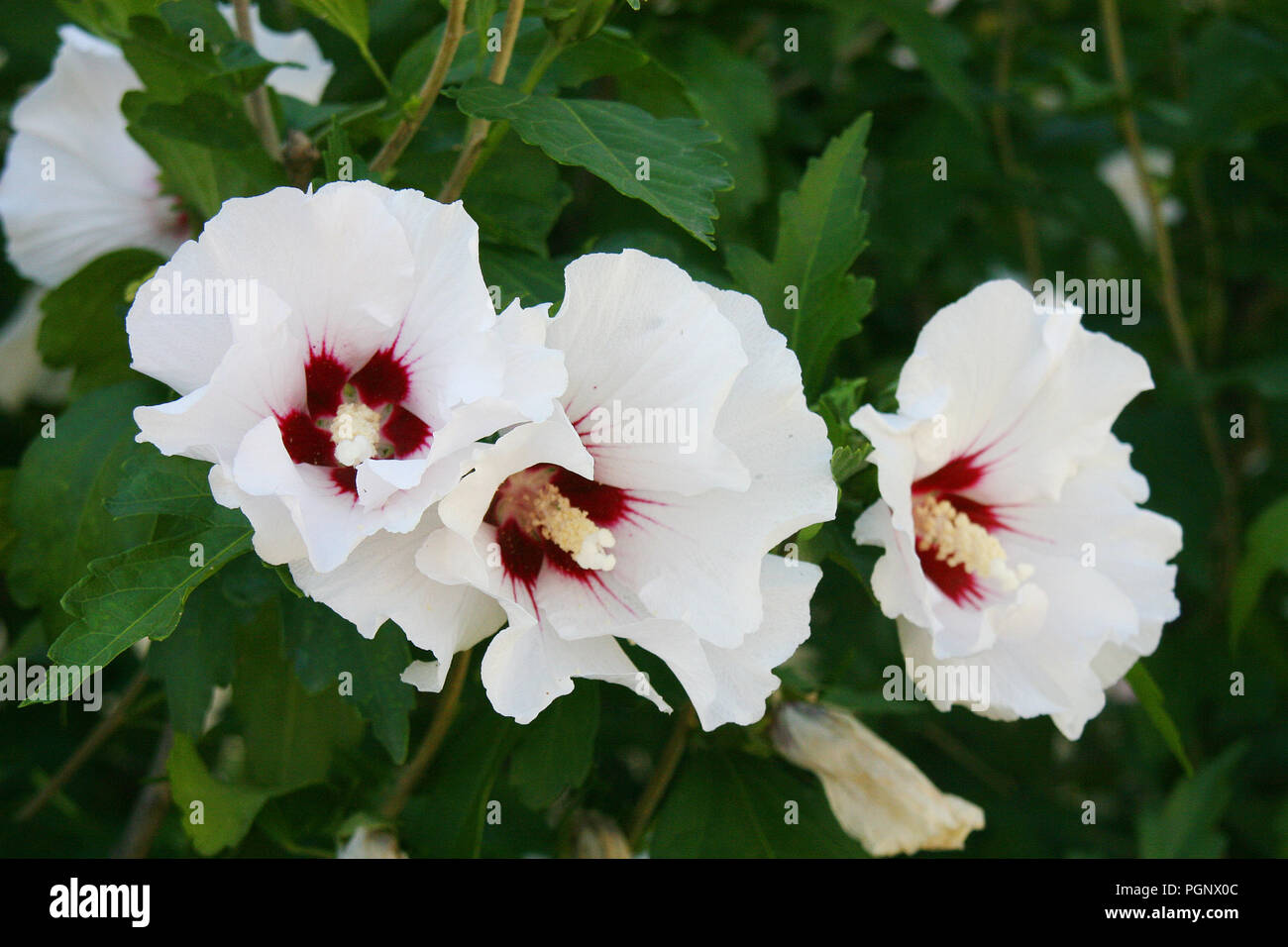 Beautiful White Hibiscus a perennial and flowers through the year. As ...