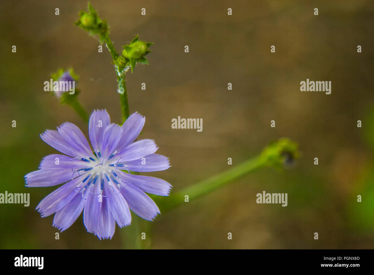 Violet chicory flower hi-res stock photography and images - Alamy