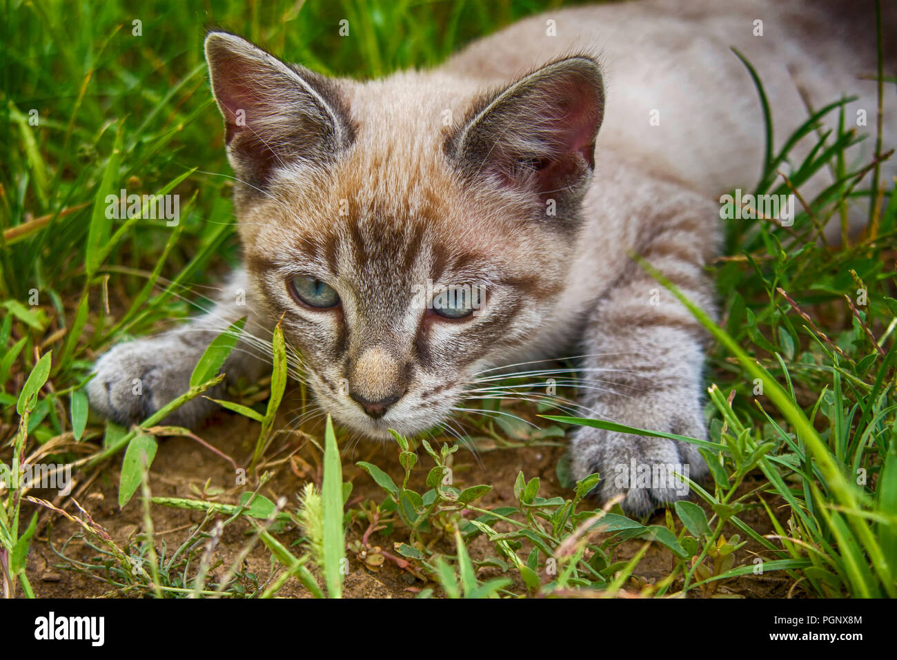 Cute kitten hunting in the grass Stock Photo - Alamy