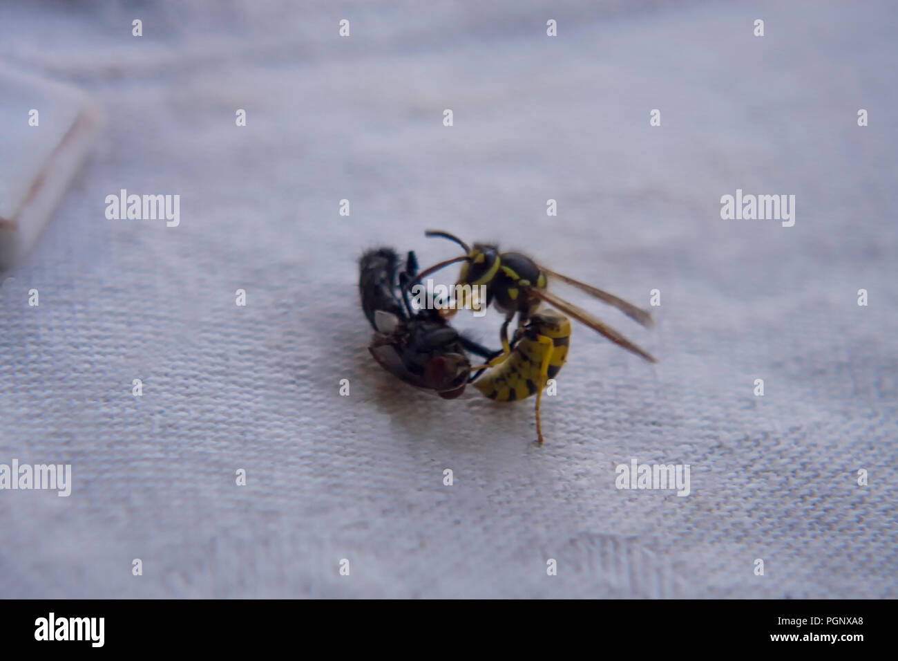 Paper wasps fighting hi-res stock photography and images - Alamy