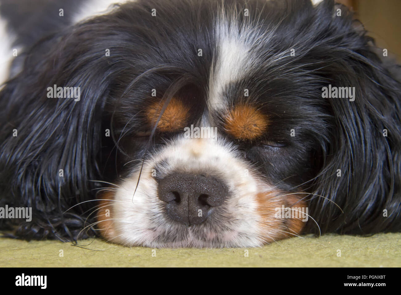 Male Cavalier King Charles Spaniel dog sleeping on the carpet Stock ...