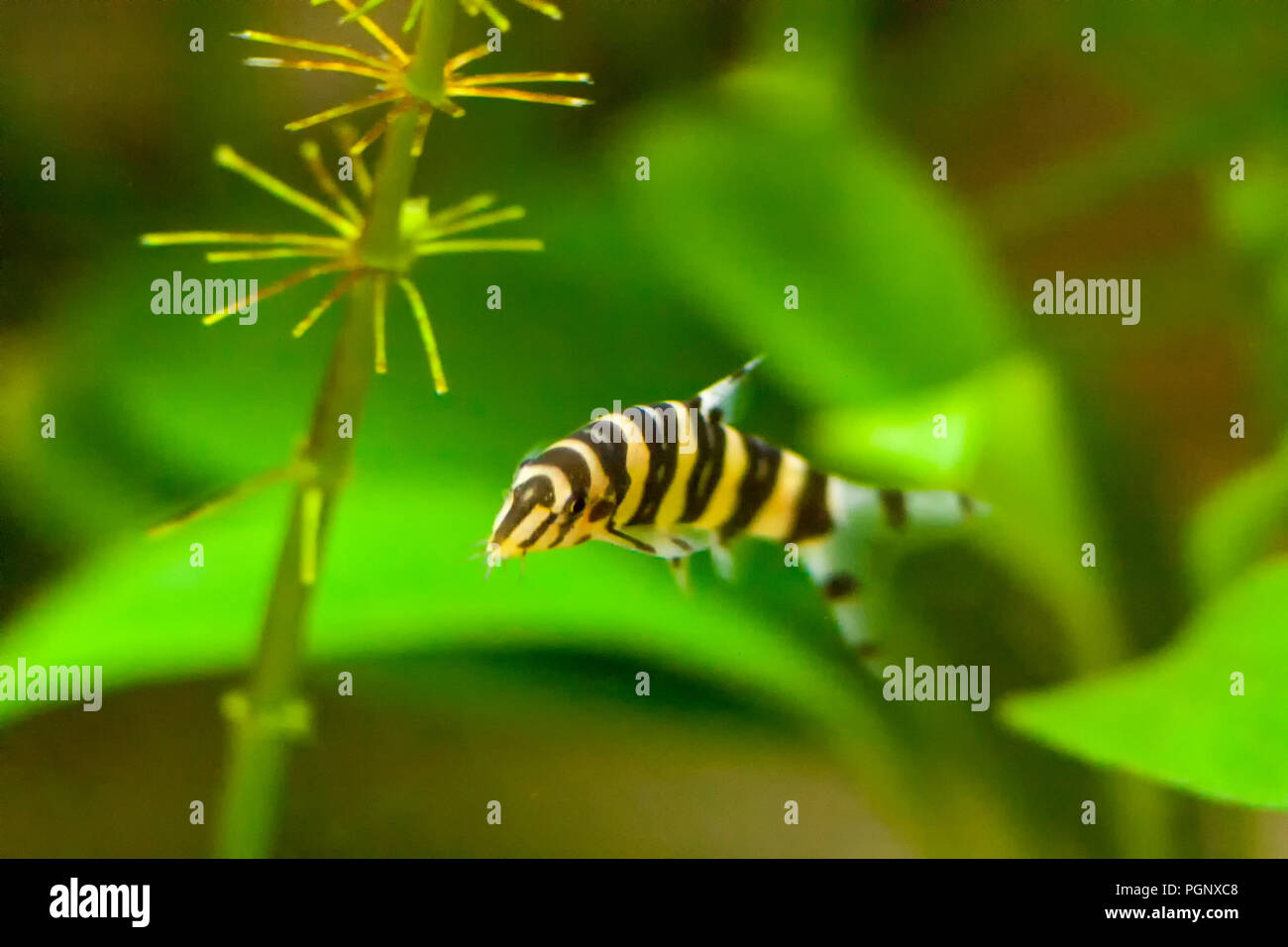 Botia with green, aquarium background. Shallow dof.The clown loach ...