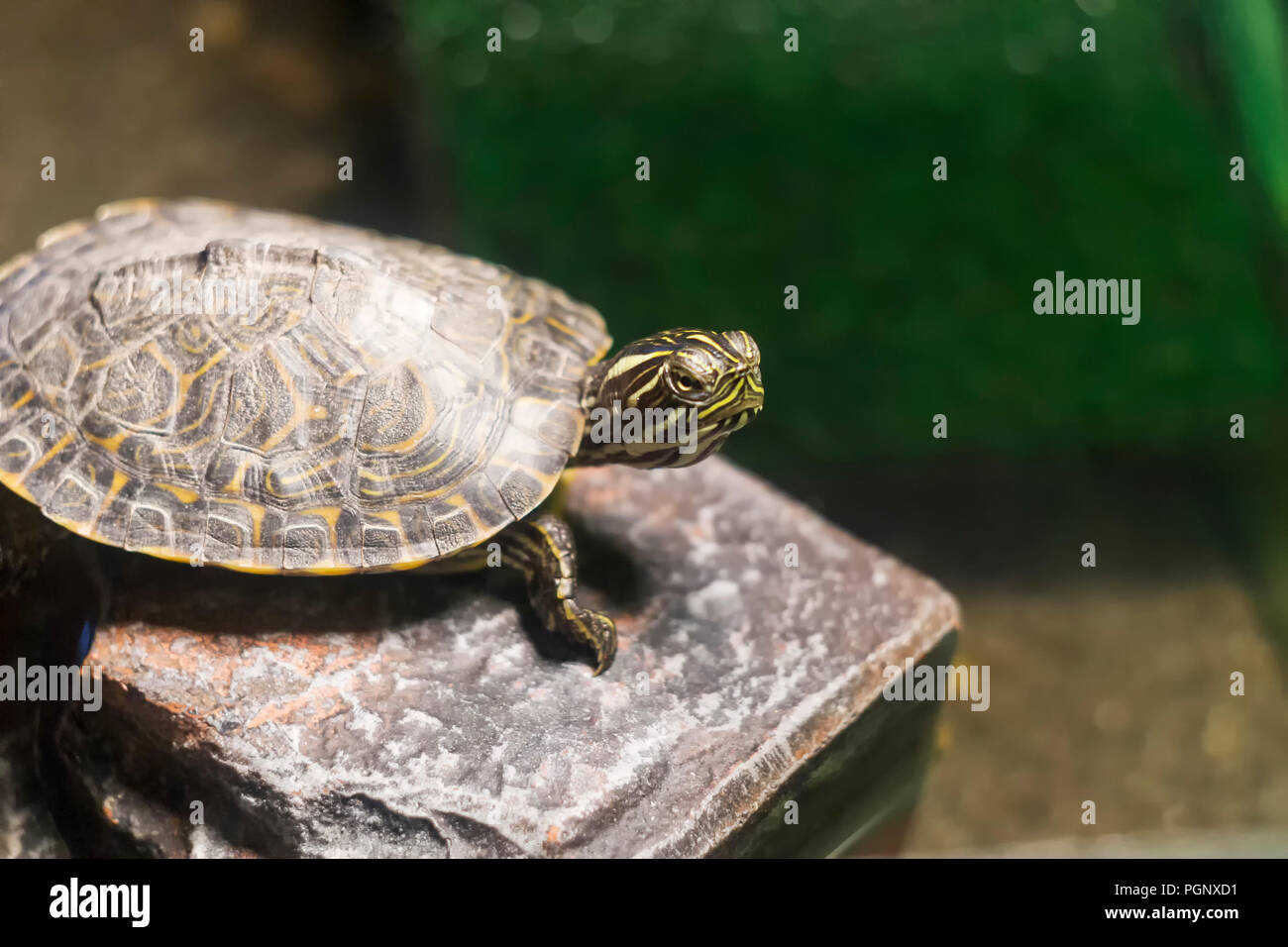 Turtle shallow dof, River cooter, Pseudemys concinna with blurred ...