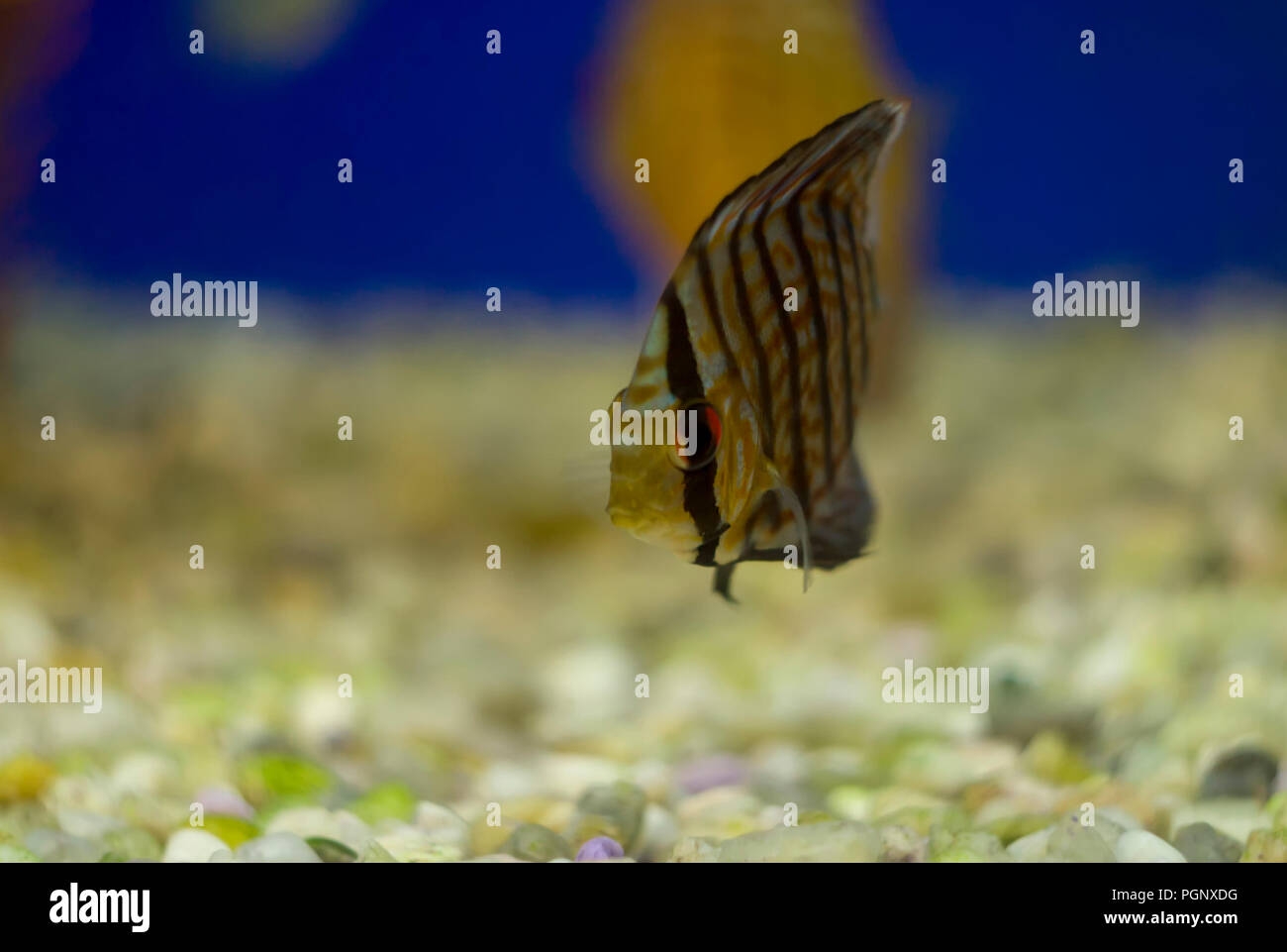 Discus fish in the aquarium.Due to their distinctive shape and bright ...