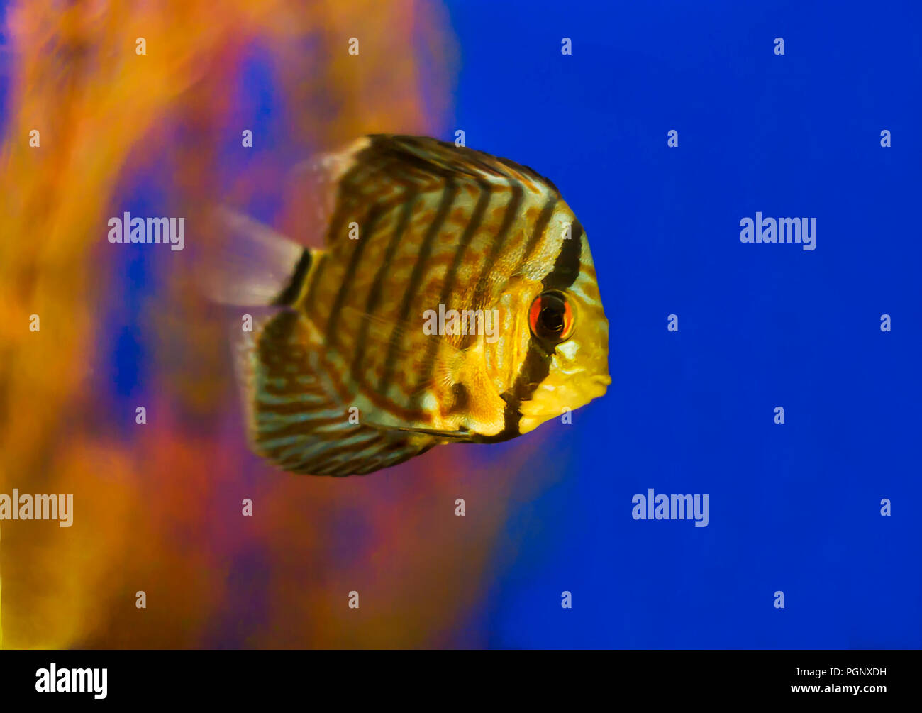 Discus fish in the aquarium. The Nanay River in far western Amazonas is ...