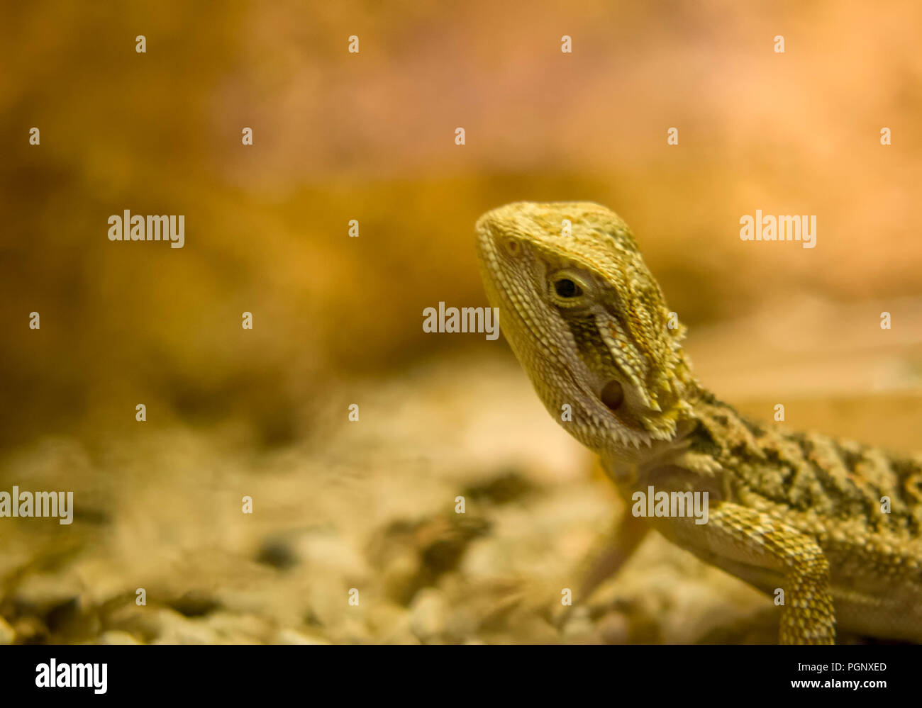 Bearded dragon close up, shallow dof.Several species of this genus ...