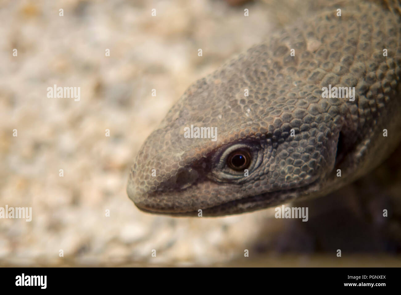 Earless Monitor Lizard Stock Photos & Earless Monitor Lizard Stock ...