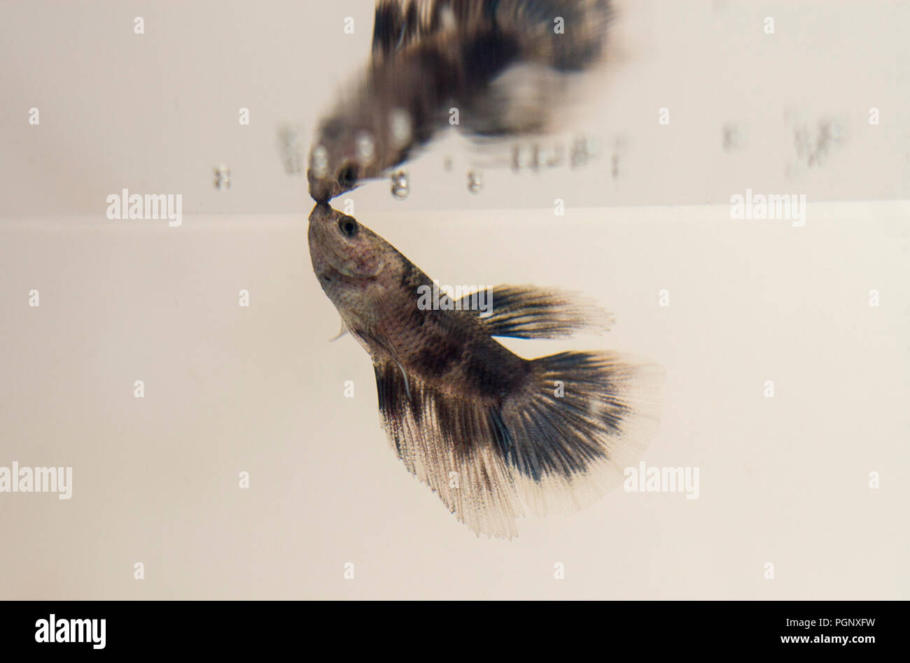 Tail is dull blue grey hi-res stock photography and images - Alamy