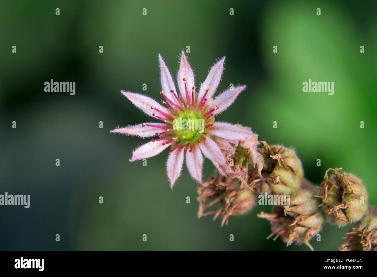 Common houseleek flower blooming with bokeh, shallow dof. Sempervivum ...