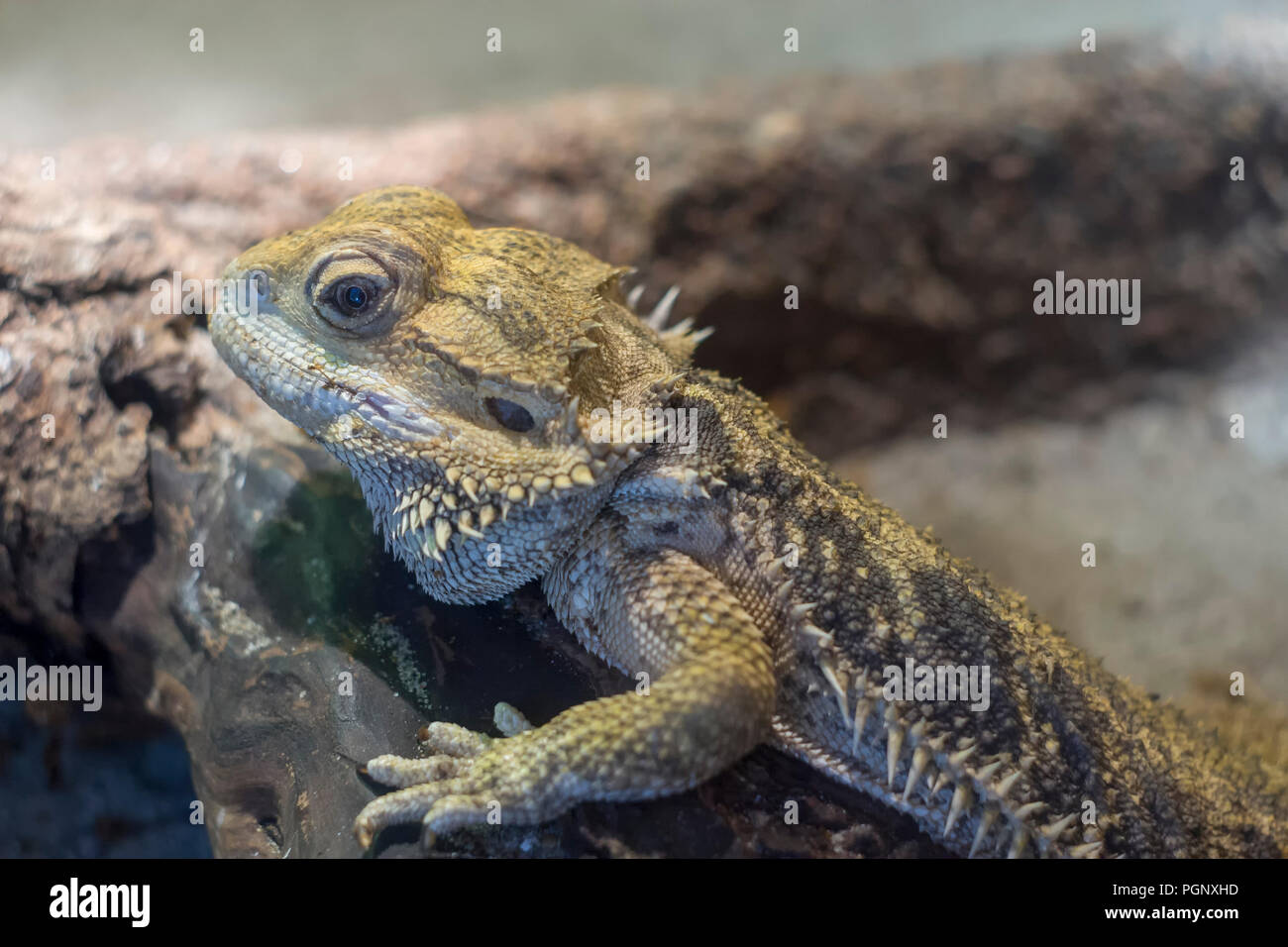 Bearded dragon, Pogona close up, shallow dof. The genus Pogona is in ...