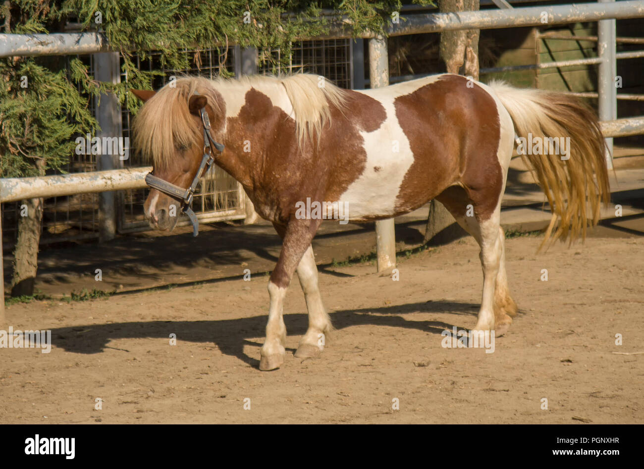 Shetland pony walking. Beautiful white brown horse with stains Stock ...