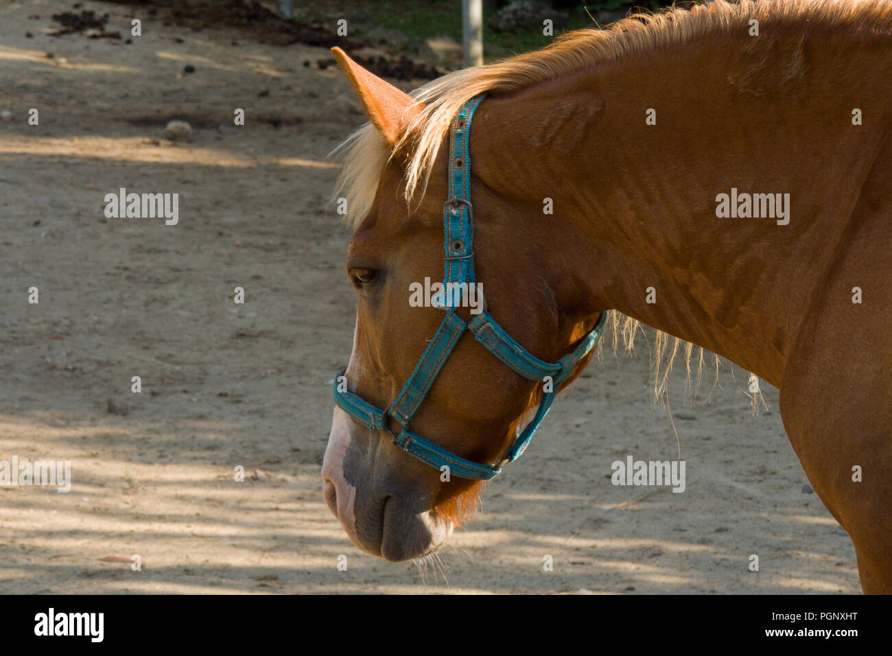 Brown horse close up hi-res stock photography and images - Alamy
