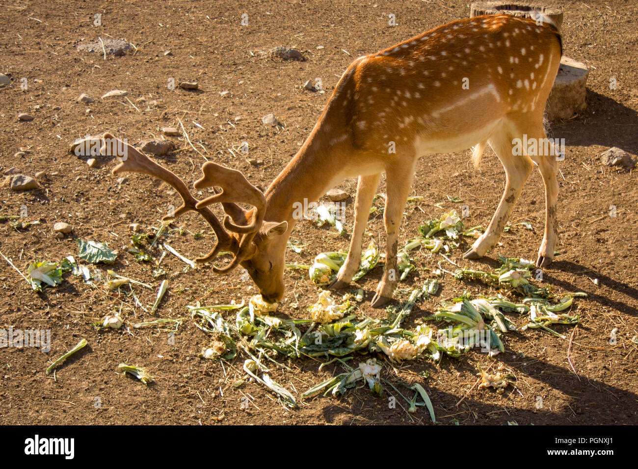 Young deer eating vegetables.Female reindeer, and male deer of all ...