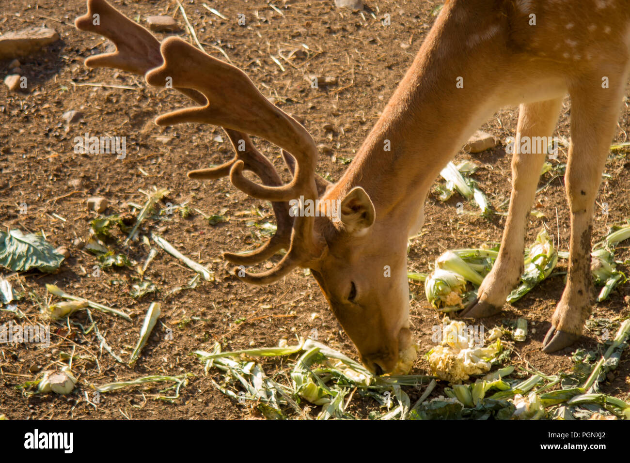 Cervinae hi-res stock photography and images - Alamy
