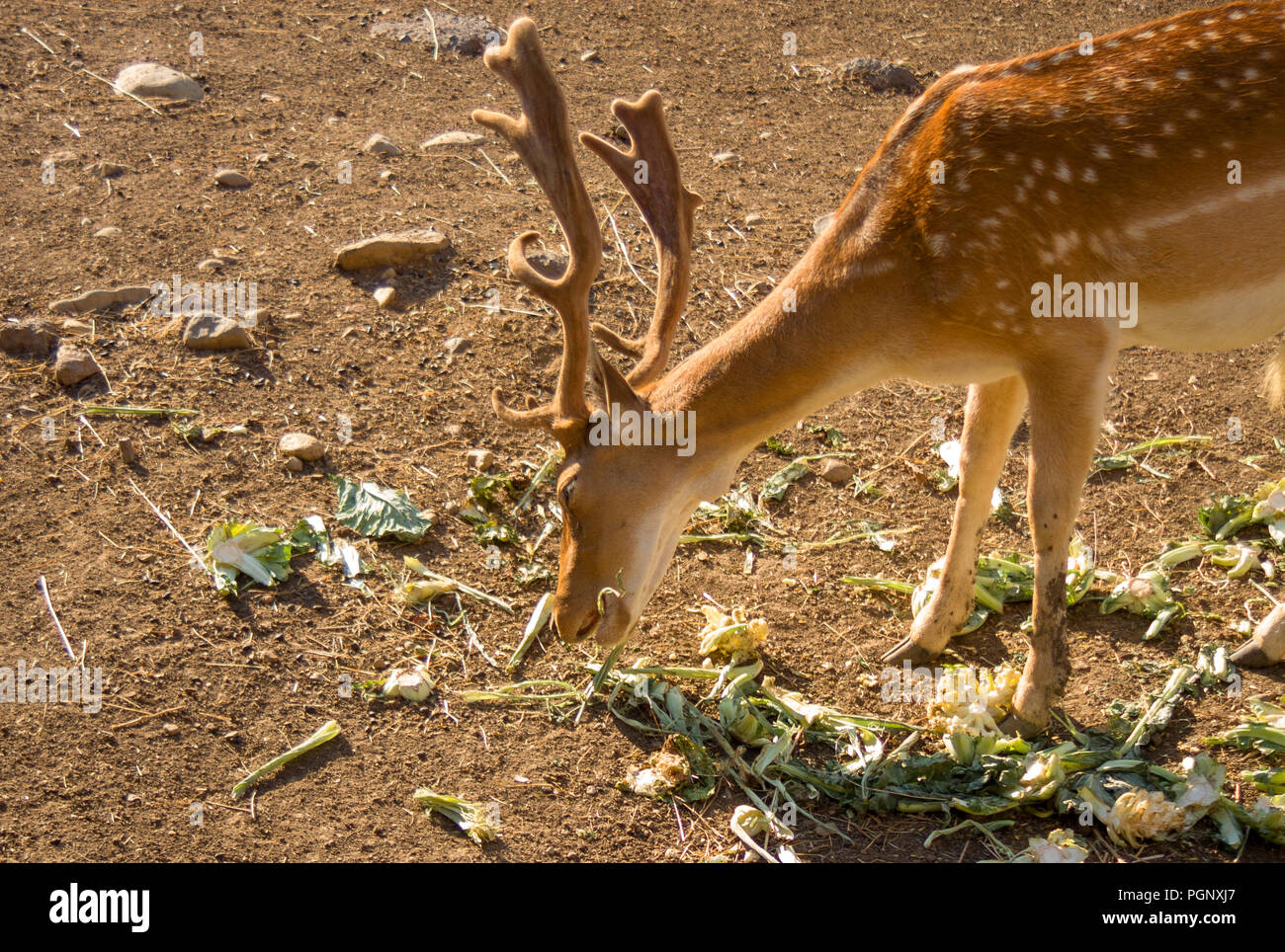 Young deer eating vegetables. Deer are the hoofed ruminant mammals ...