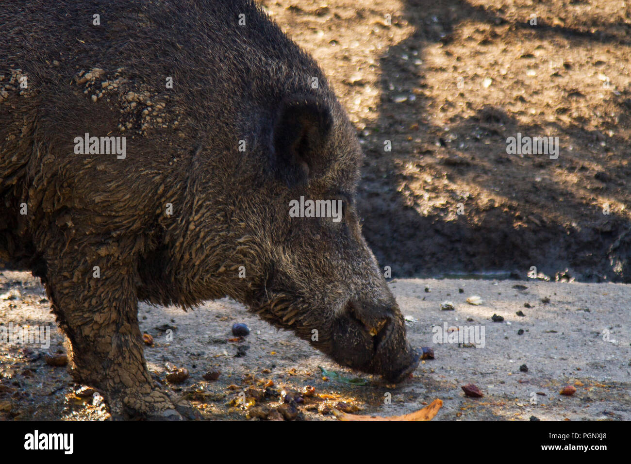 Boar,tusker looking food in the mud. Wild boar, also known as the wild ...