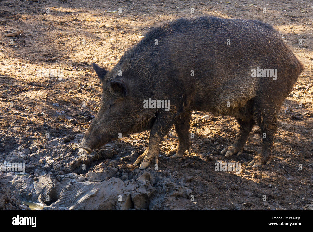 Wild boar, tusker looking for food in the mud. As true wild boars ...