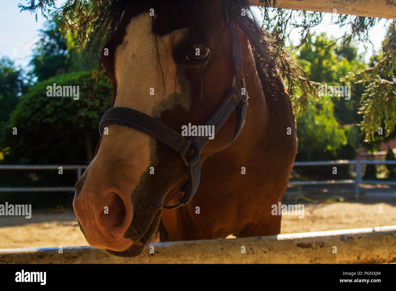 Beautiful brown horse close up with blue reins Stock Photo - Alamy
