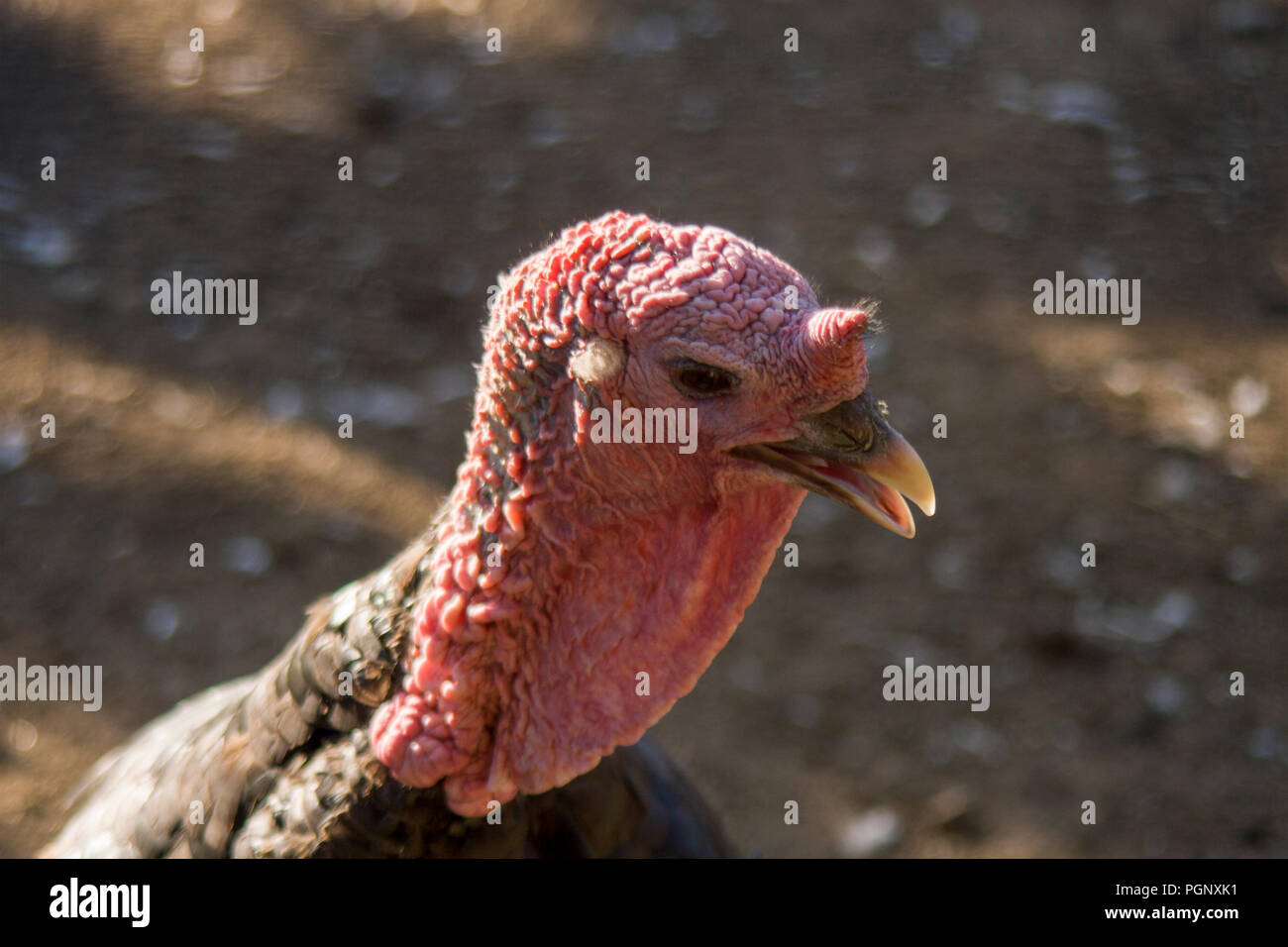 Turkey close up portrait Stock Photo - Alamy