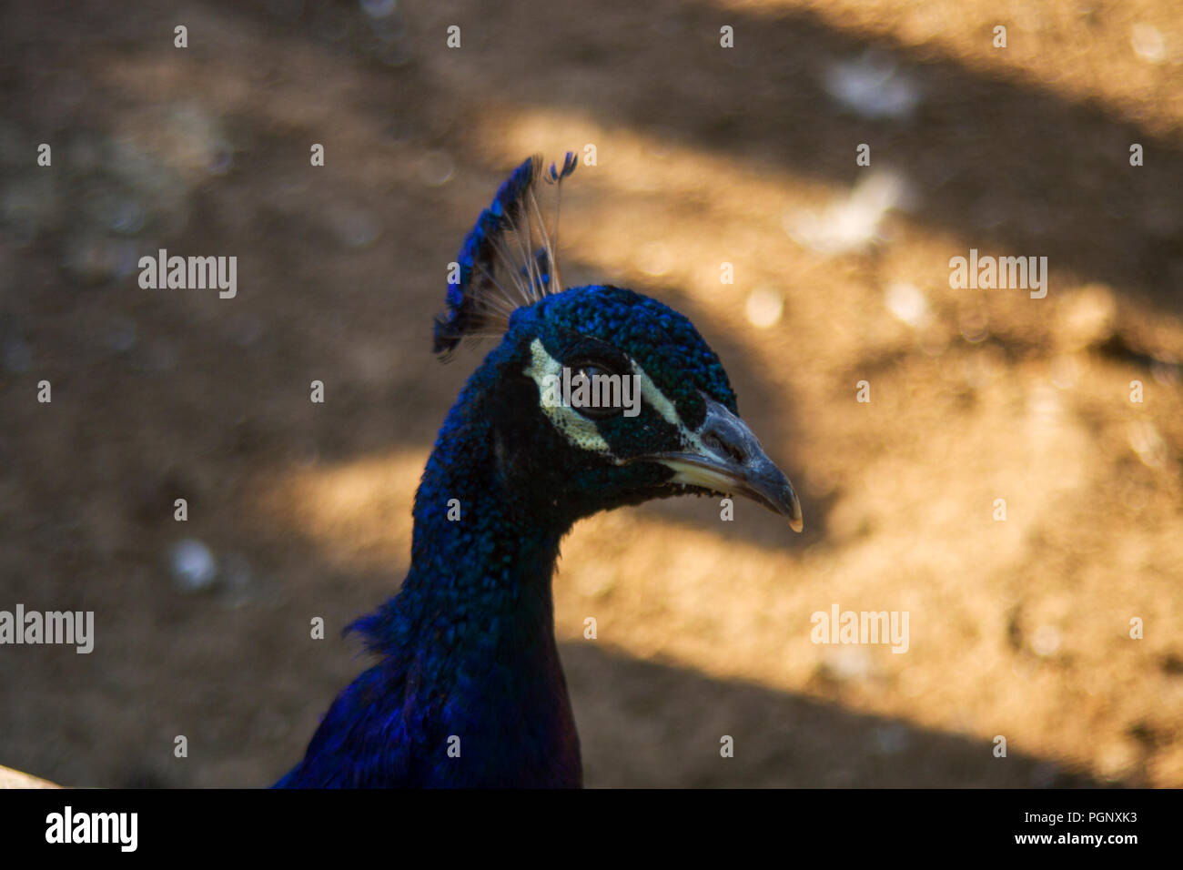 Indian peafowl Pavo cristatus Close Up.The bird is celebrated in Hindu ...