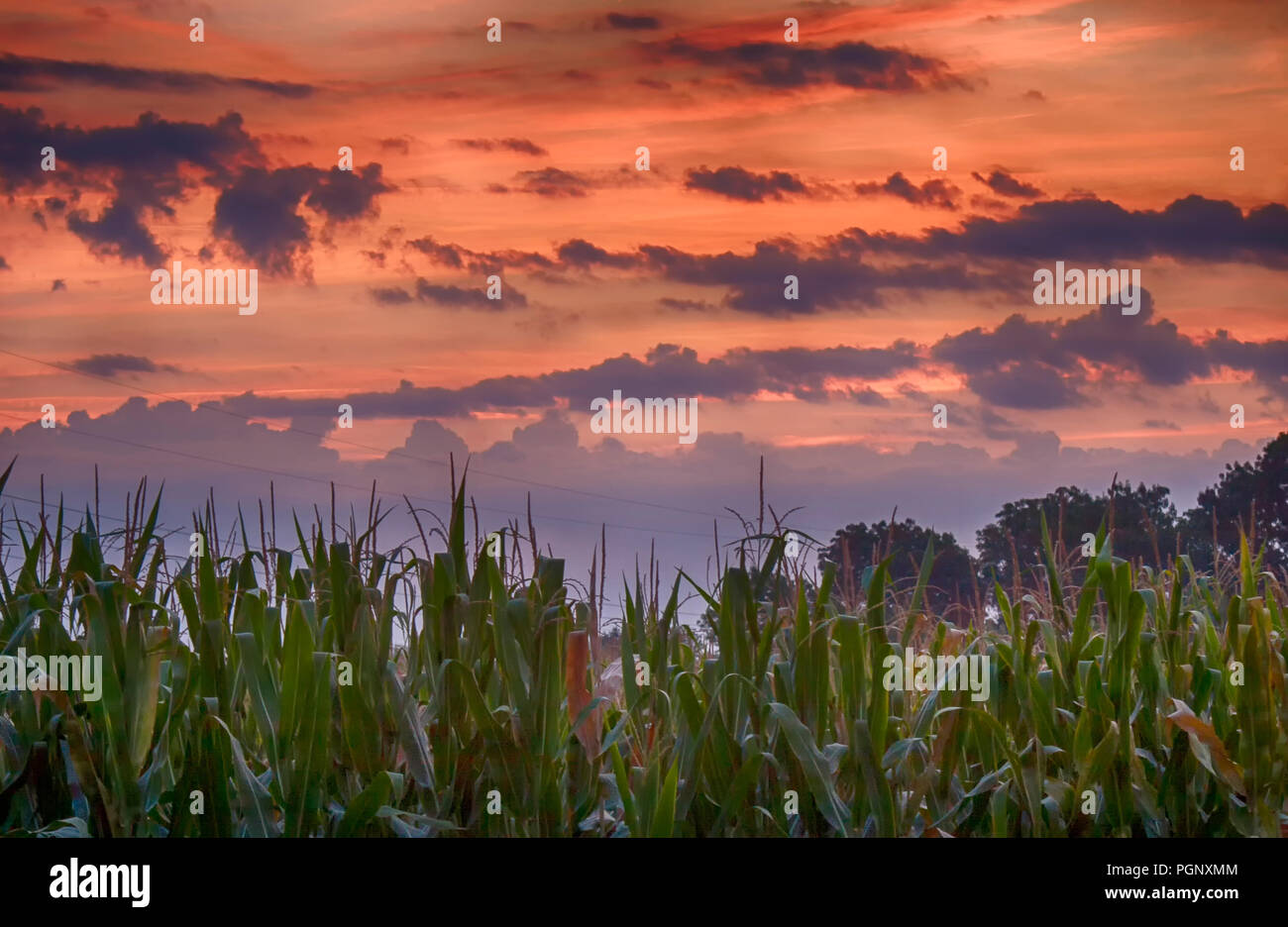Lanscapes at dawn with sunset, clouds and beautiful sky. Corn, maize on ...