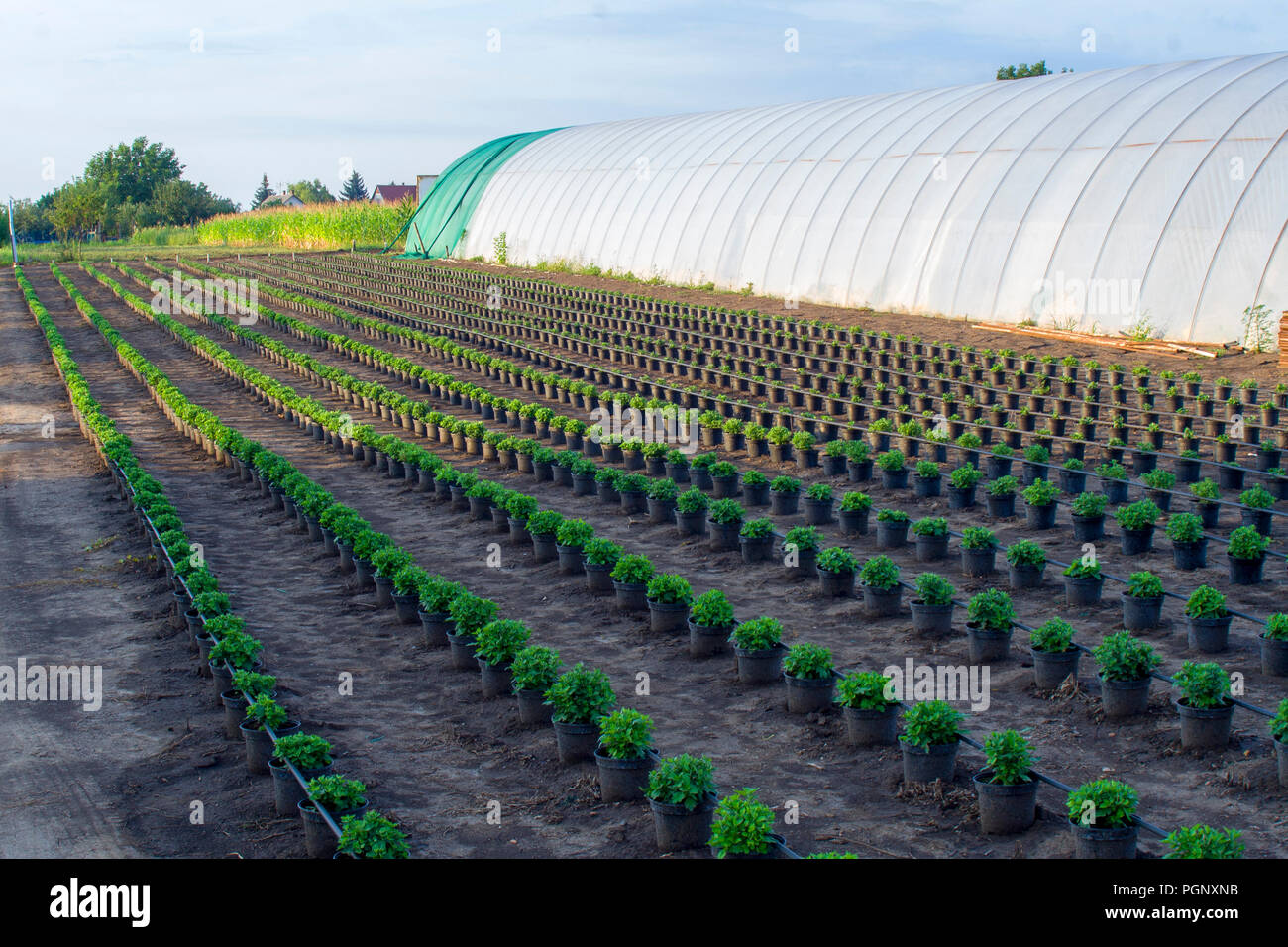 Chrysanthemums greenhouse hi-res stock photography and images - Alamy