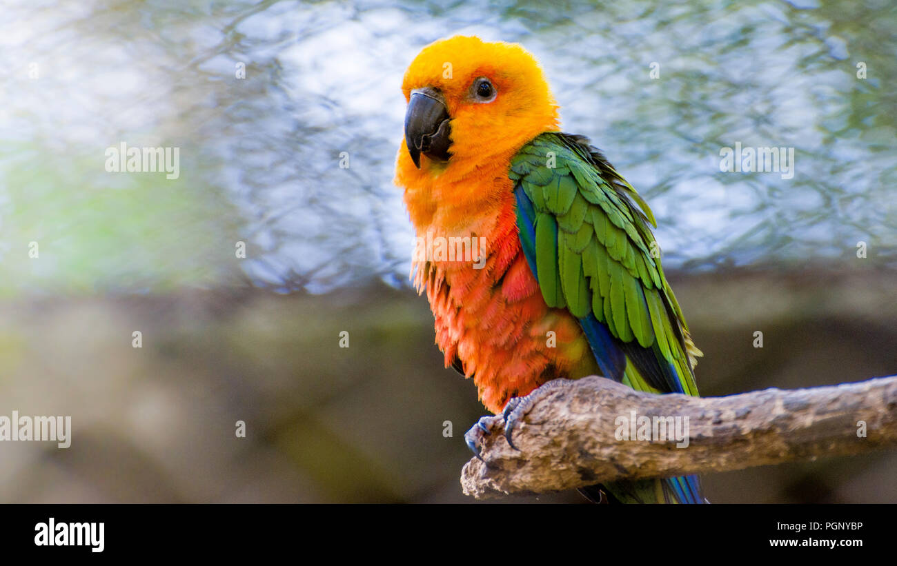 Jandaya parakeet hi-res stock photography and images - Alamy