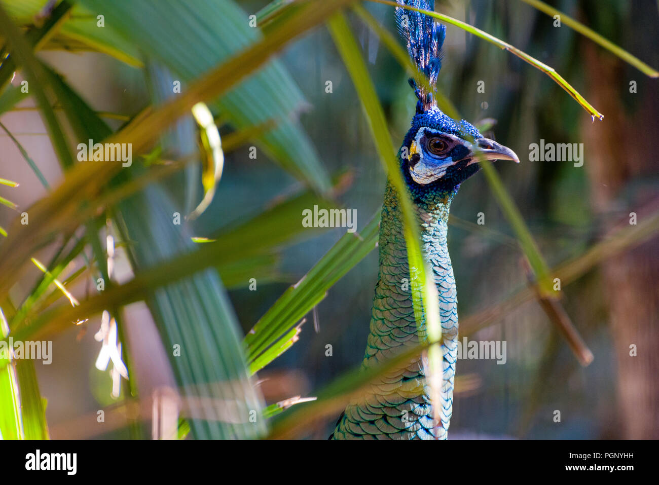 Peacock watch over foliage - zoo Stock Photo - Alamy