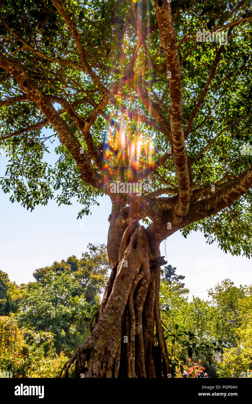 Energy of light within a tree glowing from a spiritual Buddhist sacred ...