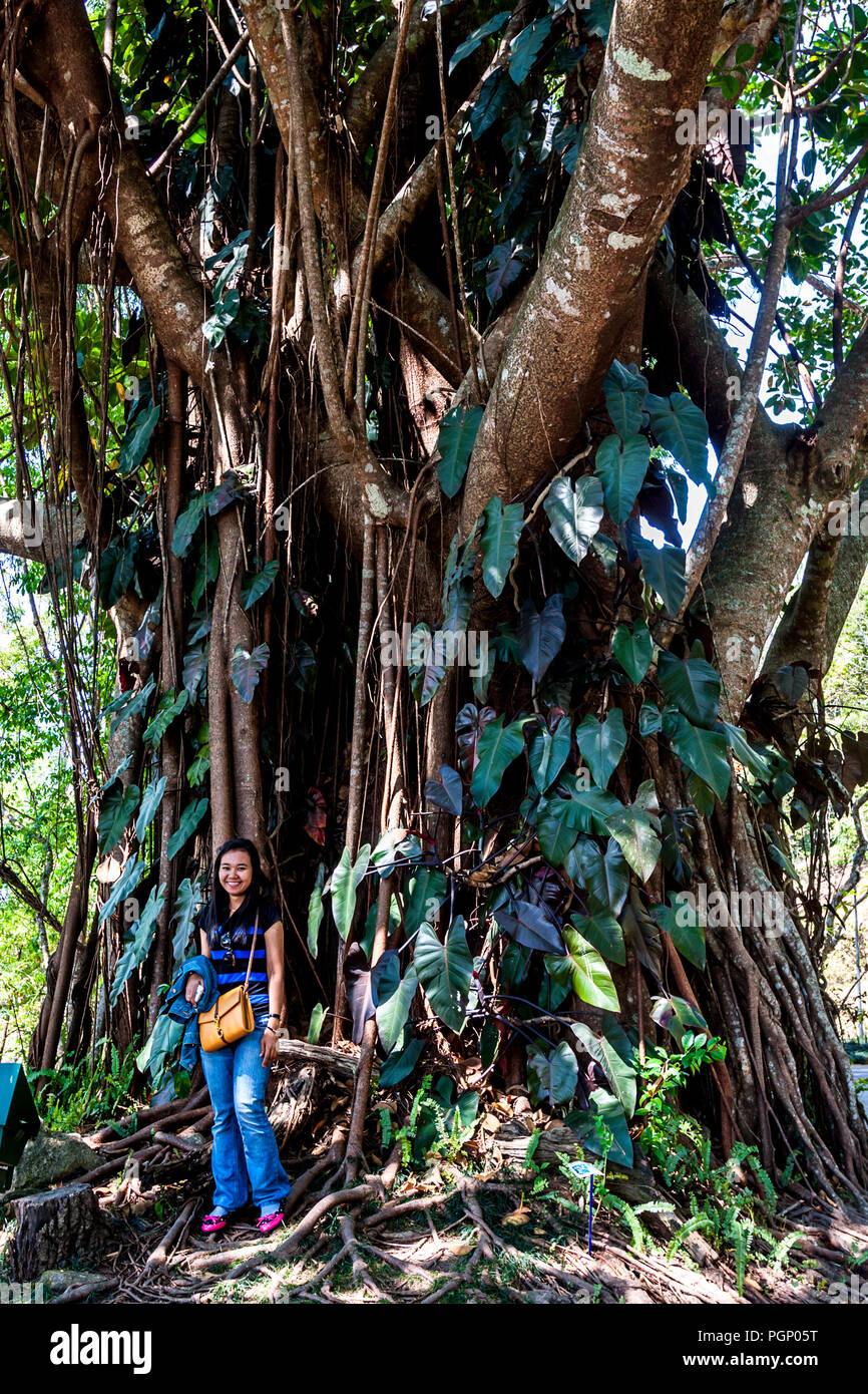 This tree even looks larger next to an Asian girl next to it. Photo ...