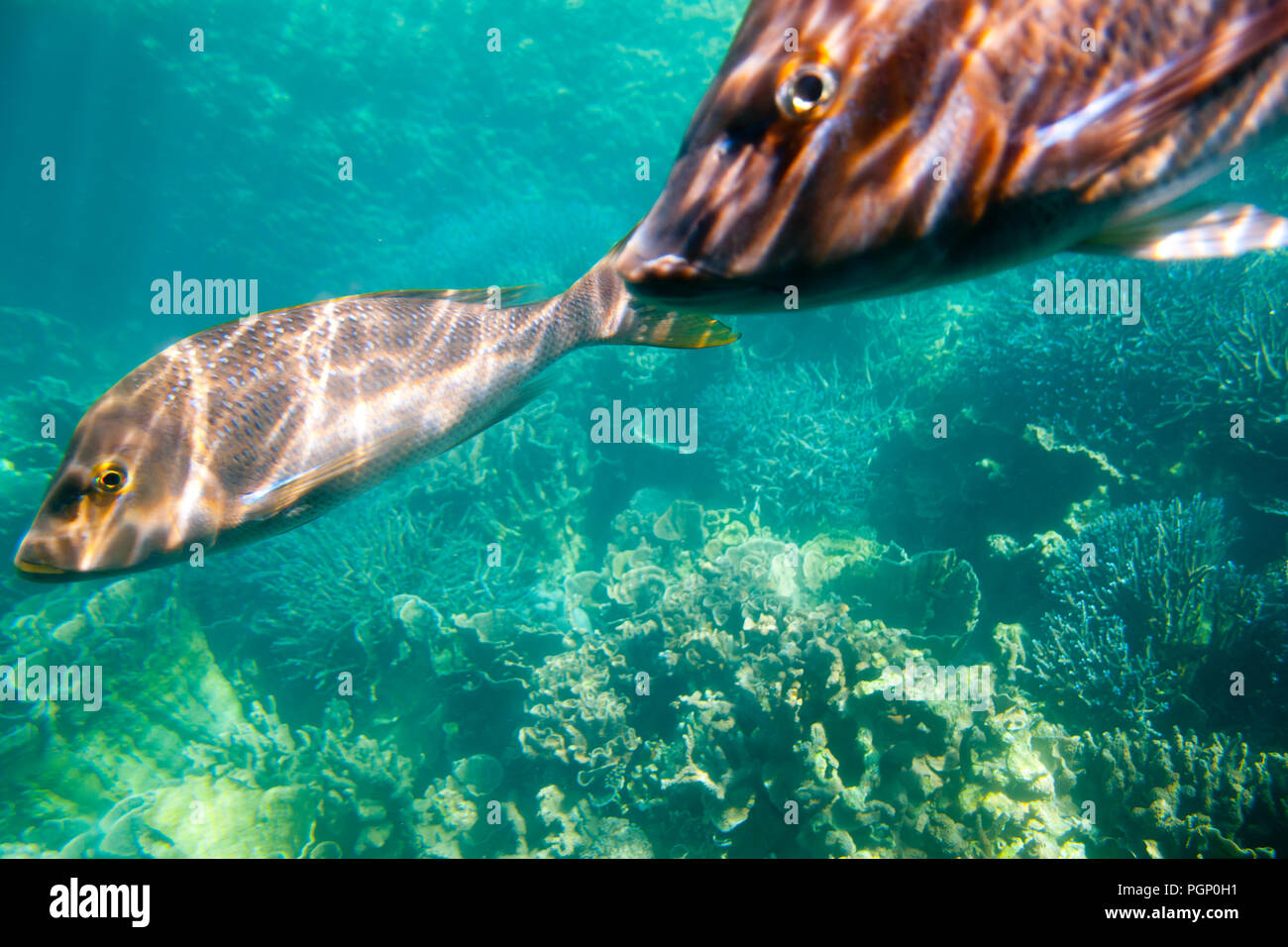 Fish emperor snapper hi-res stock photography and images - Alamy