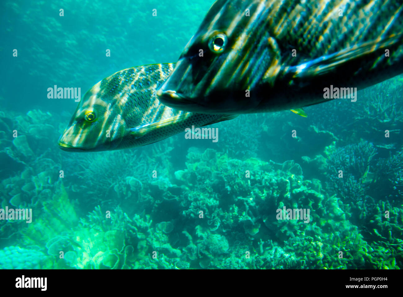 Emperor red snapper hi-res stock photography and images - Alamy