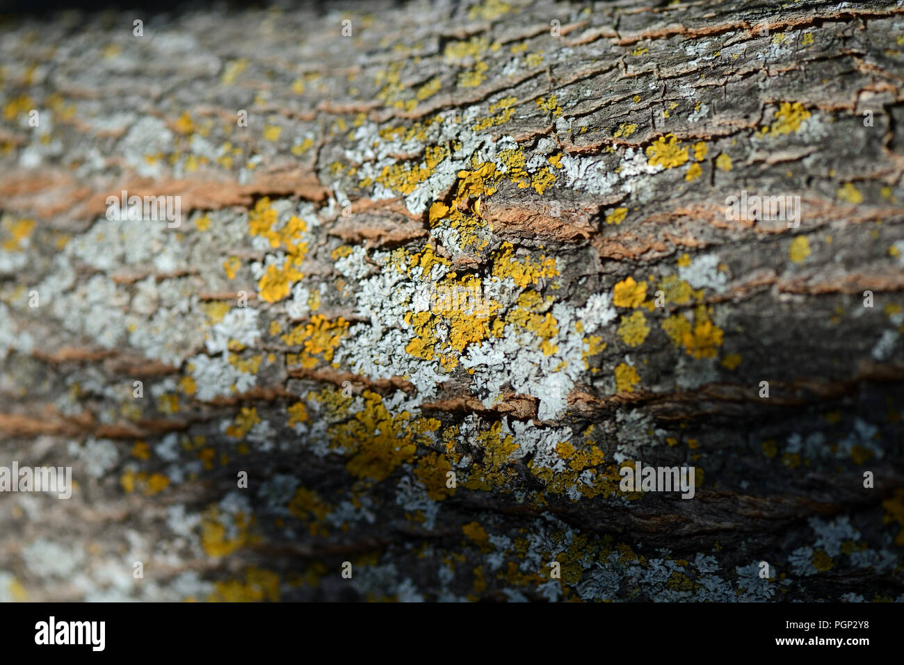 Bark of a maple hi-res stock photography and images - Alamy