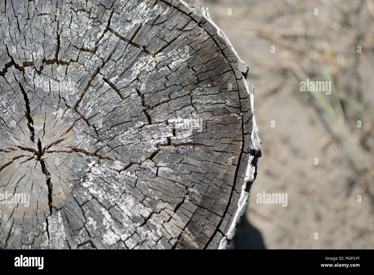 Section of an old birch log as texture and background Stock Photo - Alamy