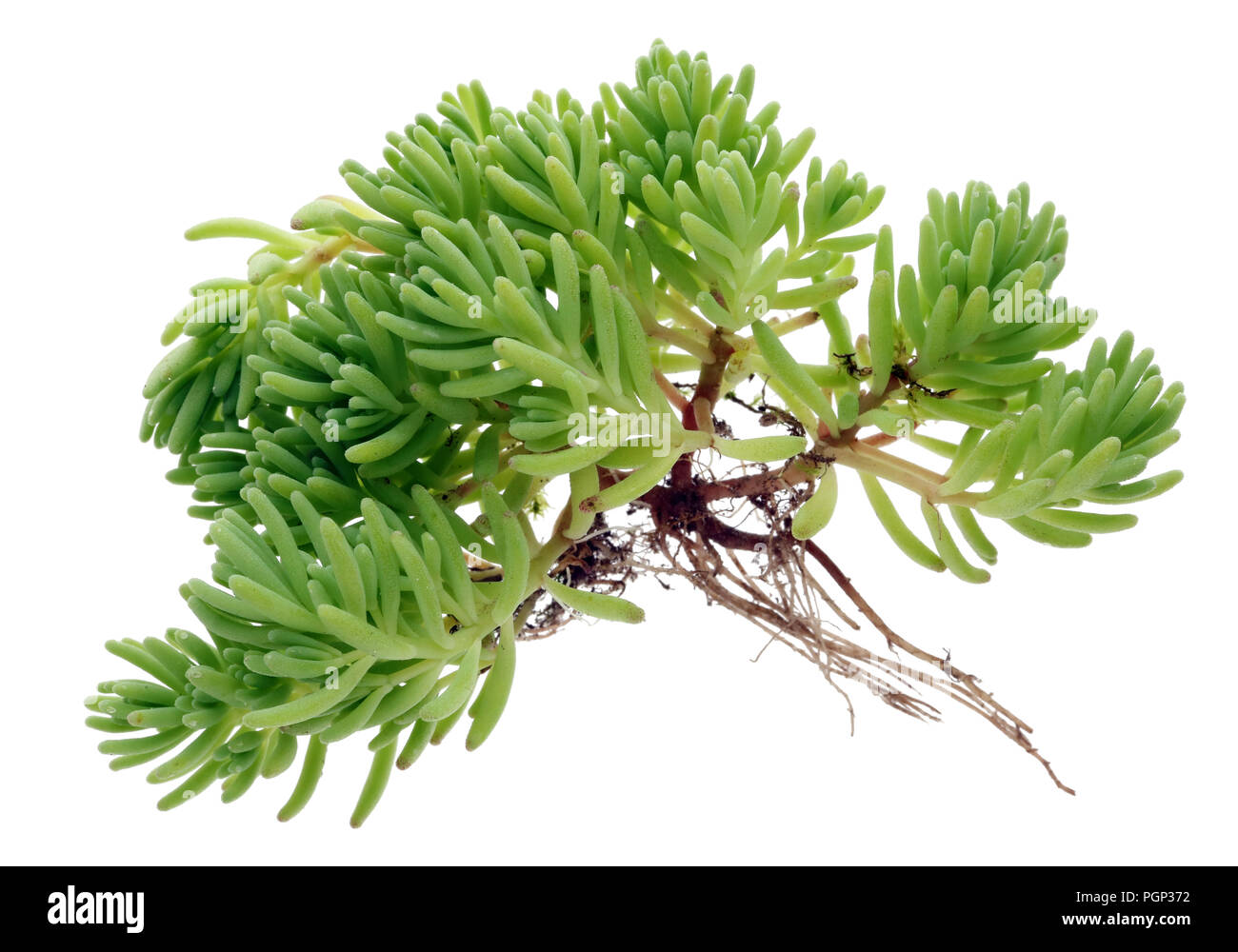 Desert plant roots Cut Out Stock Images & Pictures - Alamy