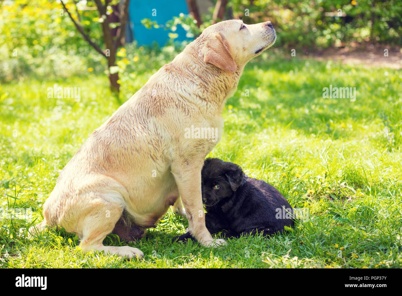 A mother dog and a small puppy. Labrador retriever dog and puppy ...