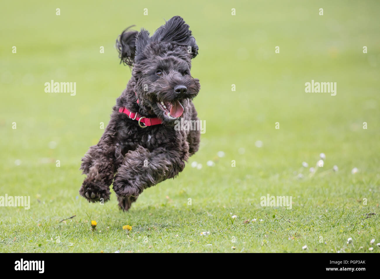 black cockerpoo running smiling Stock Photo - Alamy