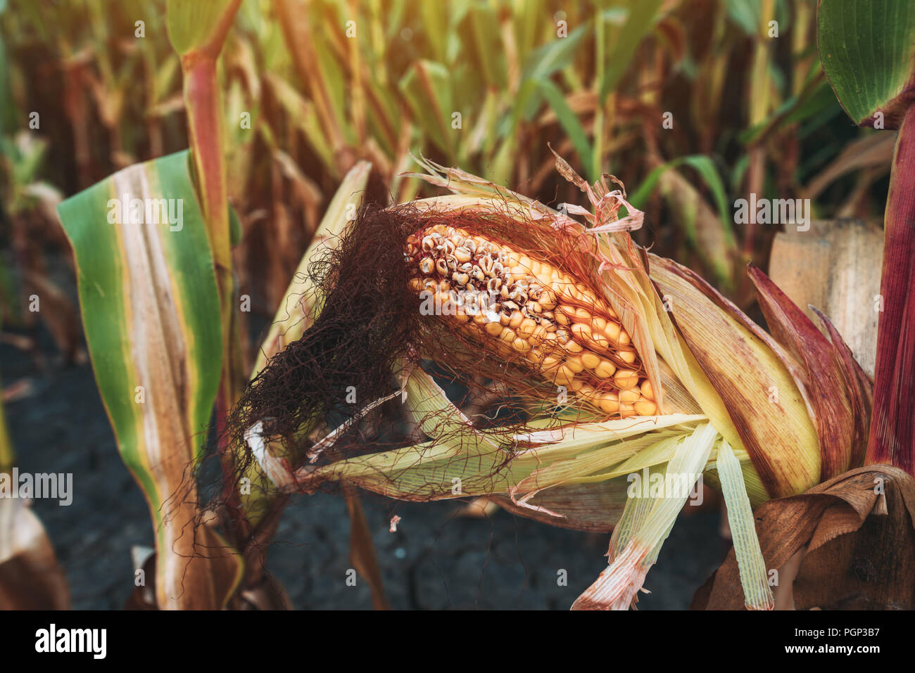 Damaged corn on the cob in cultivated field Stock Photo - Alamy