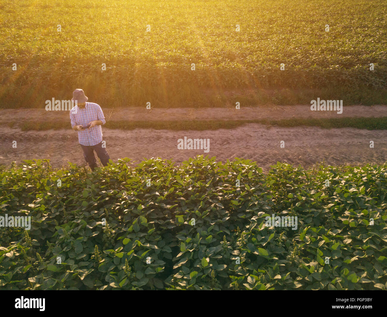 Farmer agronomist using drone to observe and control cultivated soybean ...