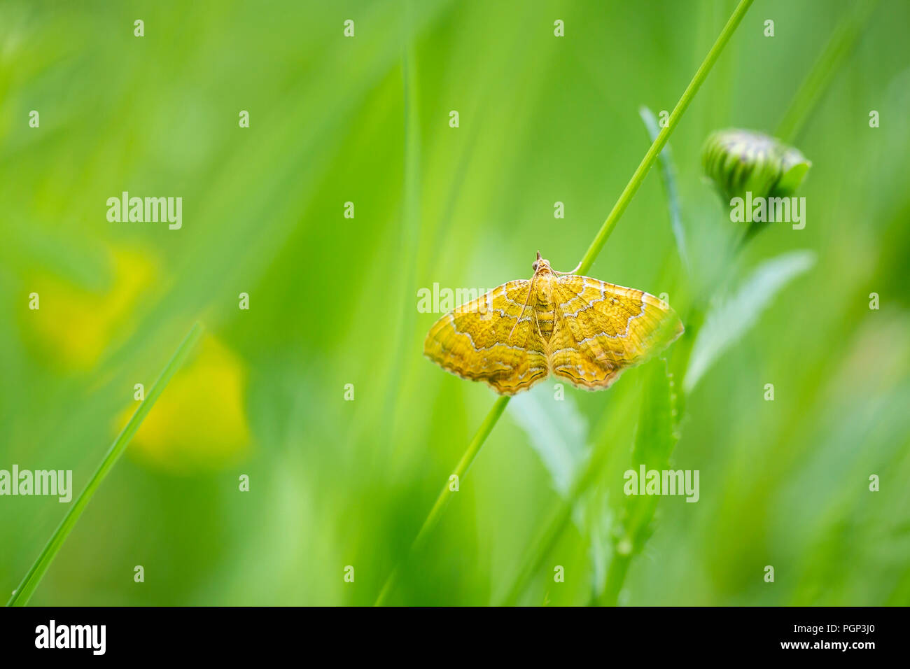 Yellow shell moth hi-res stock photography and images - Alamy