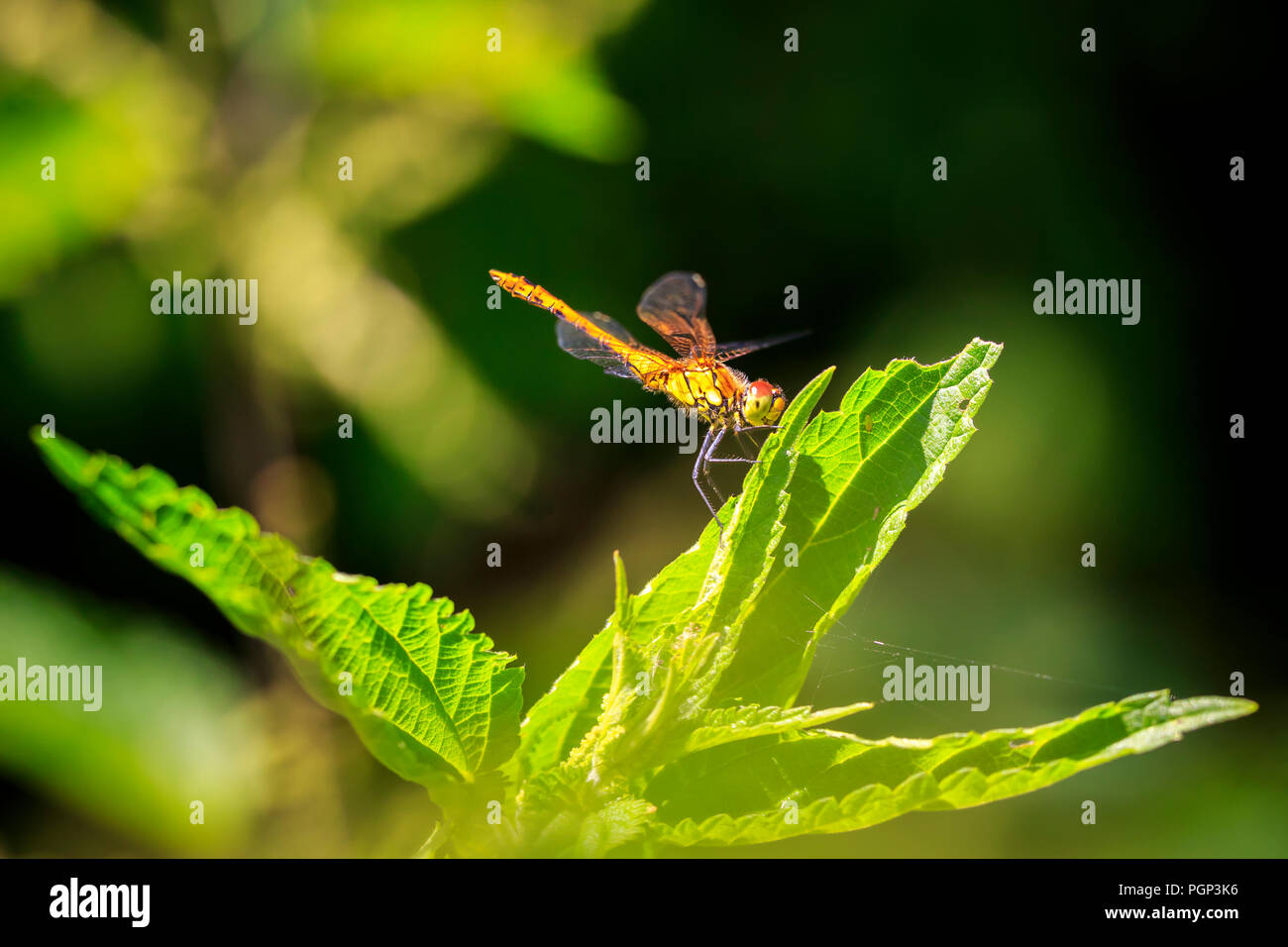 Side view of a common Darter Sympetrum striolatum with his wings spread ...