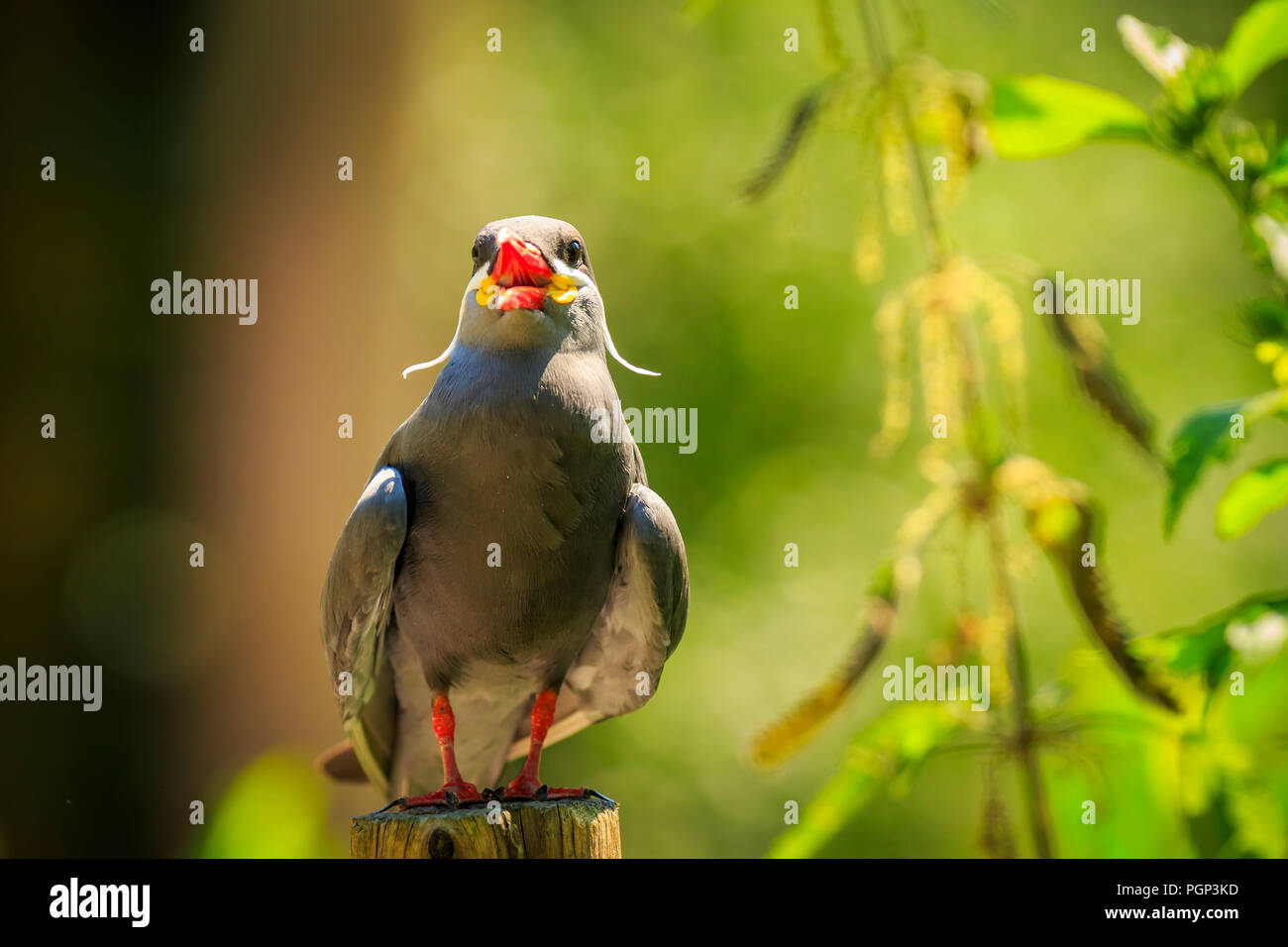 The Inca tern Larosterna inca bird has dark grey body, white moustache ...