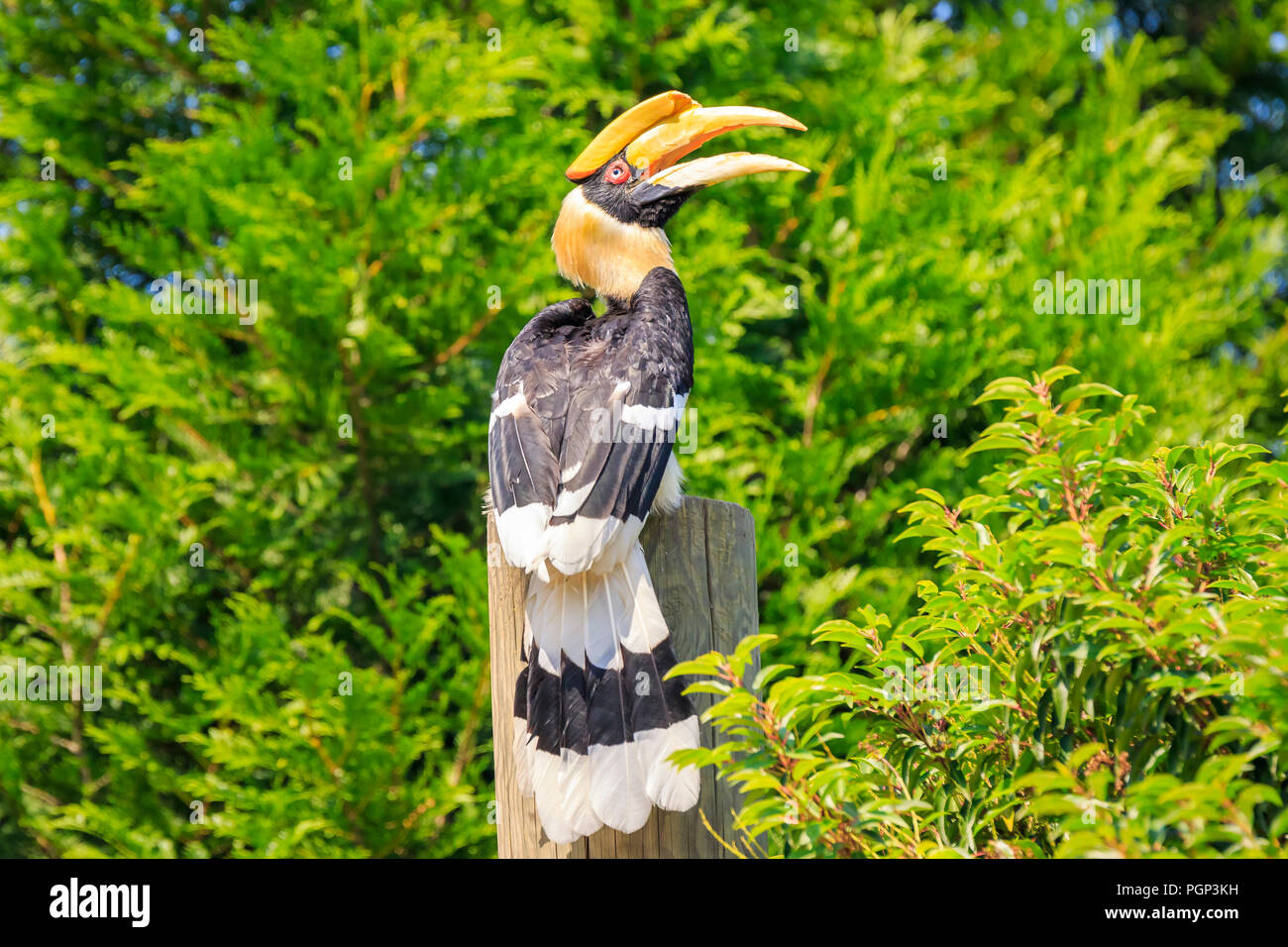 Closeup portrait of a Great hornbil, great Indian hornbill or great ...