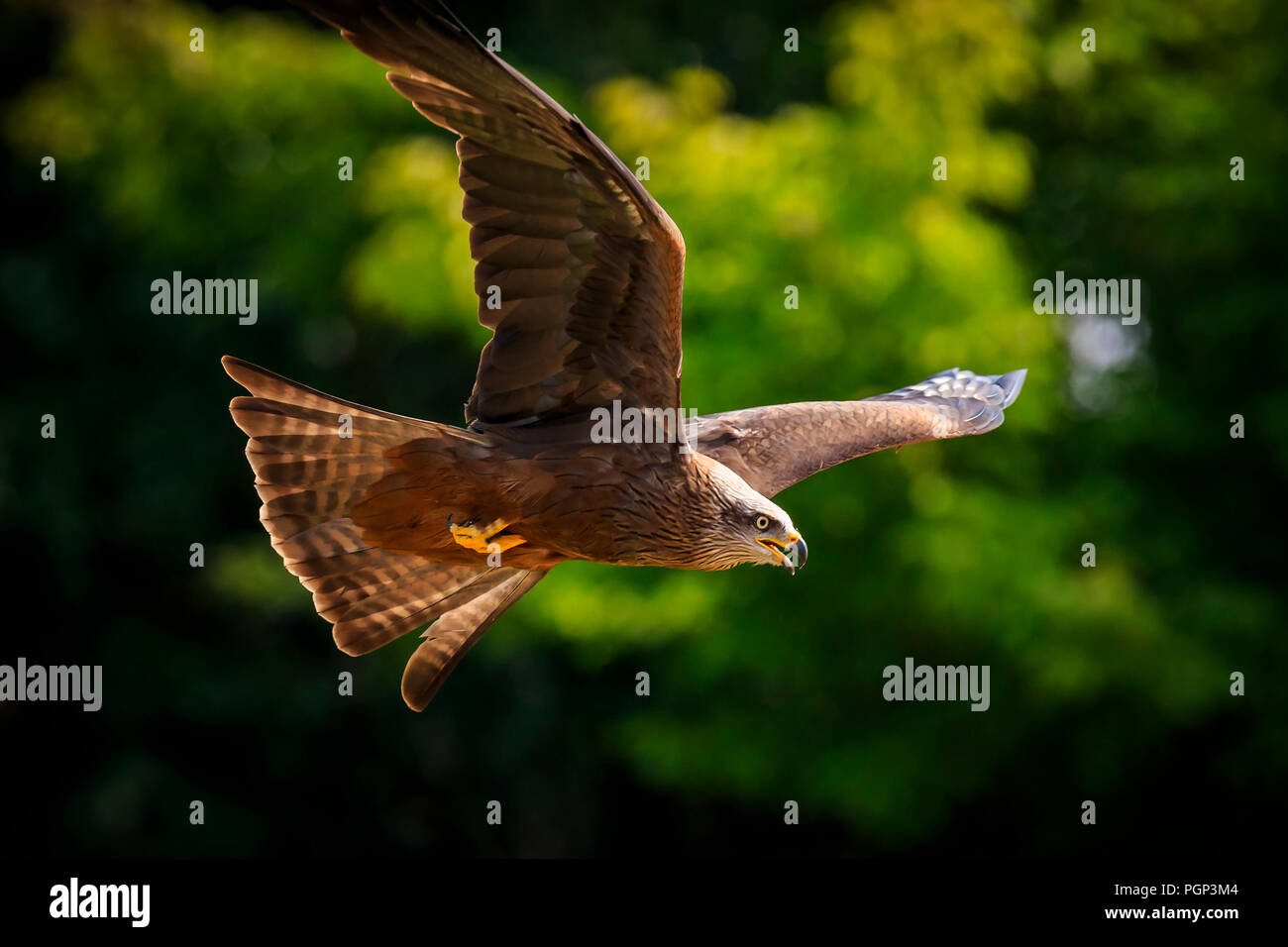 Black kite Milvus migrans predatory bird in flight, hunting on a sunny ...