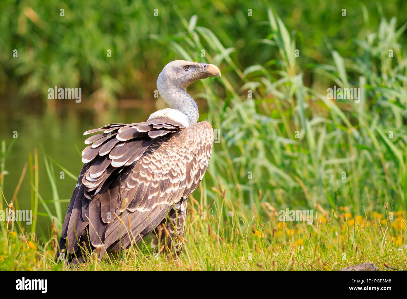 Ruppells griffon vulture hi-res stock photography and images - Alamy