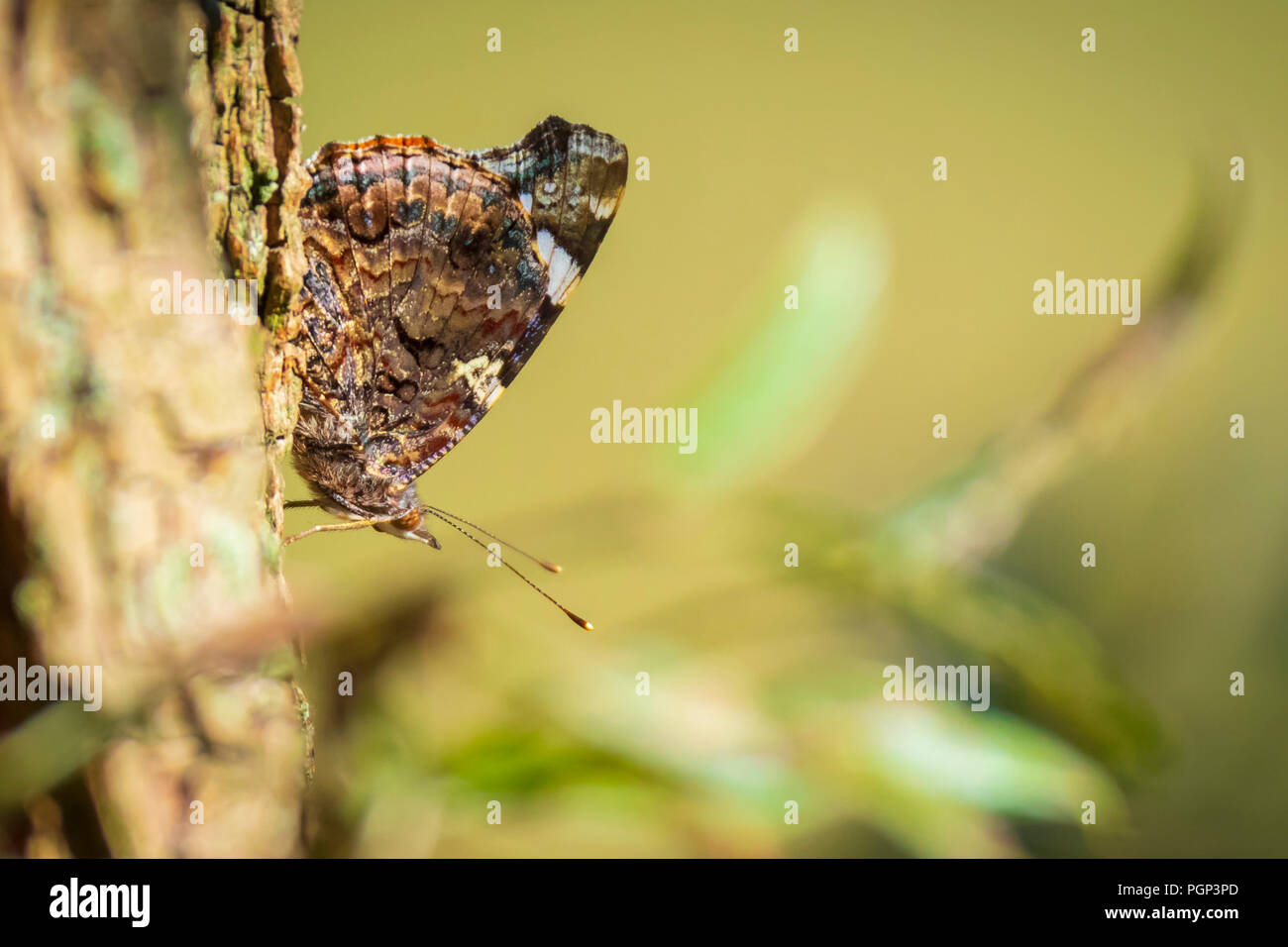 Camouflage butterfly hi-res stock photography and images - Alamy