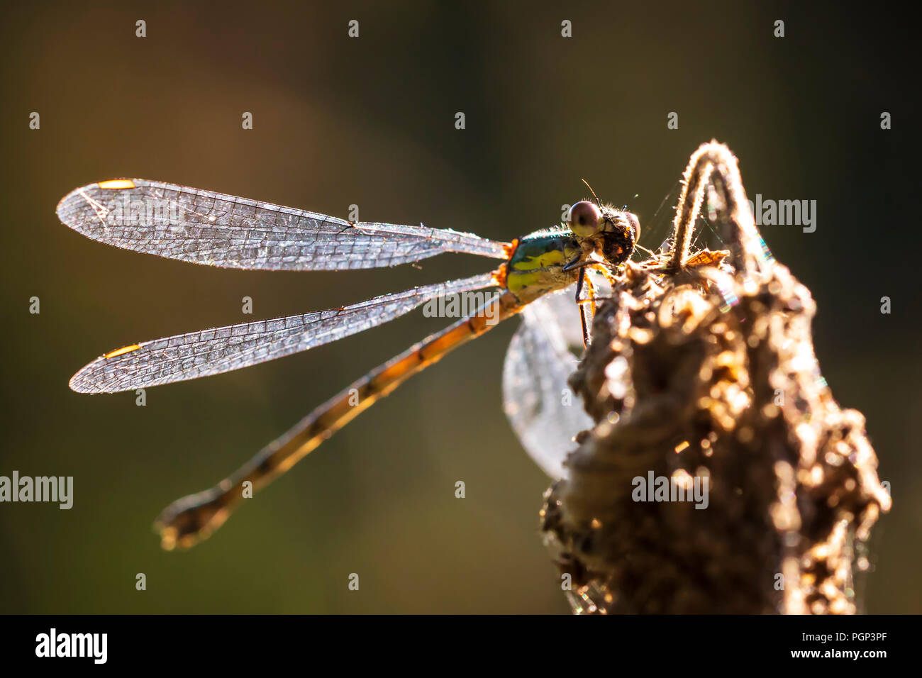 Detail closeup of a western willow emerald damselfly, Chalcolestes ...